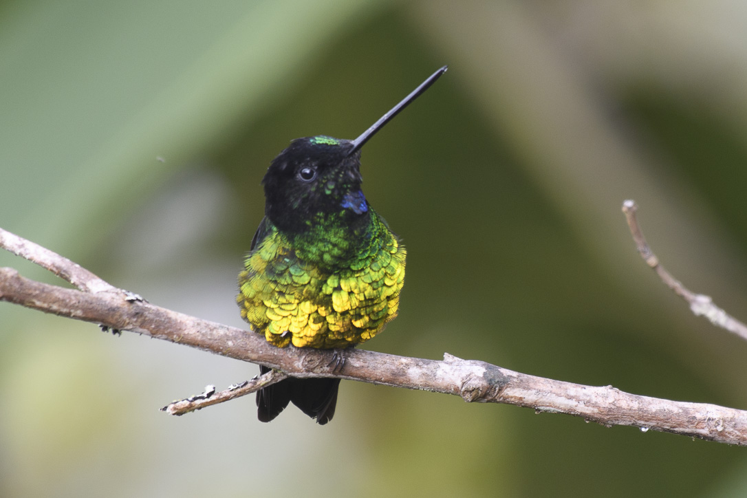 Birding the Central and Western Andes - Trip Report - On the Plus Side