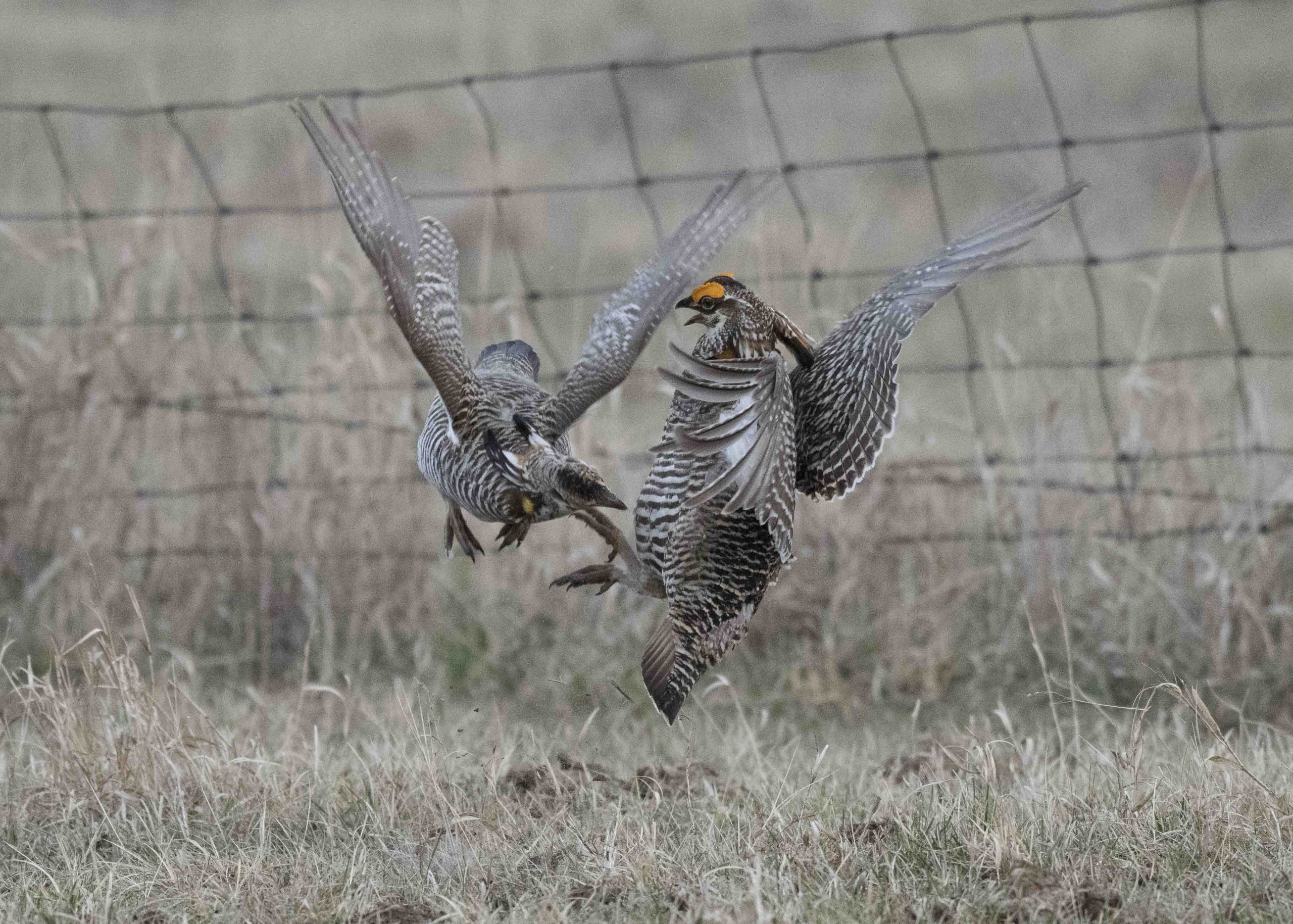Shutter Speed - Wildlife Photography Tips #2 - On the Plus Side