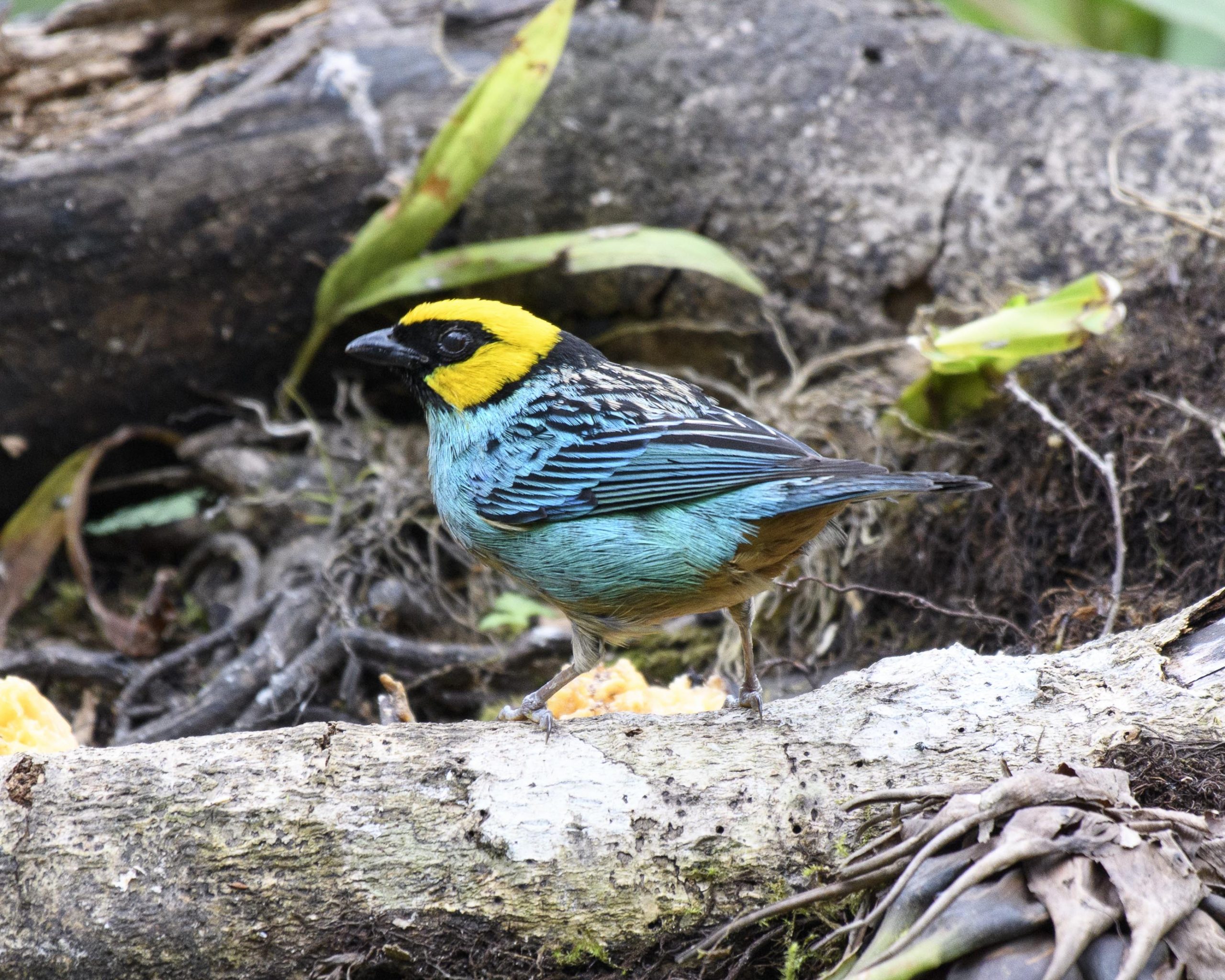 Ten Great Birding Moments of 2019 - On the Plus Side