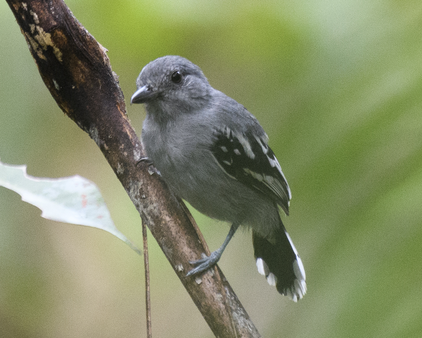 Mitú – Birding Colombia’s Amazon Basin – Part 1 - On the Plus Side