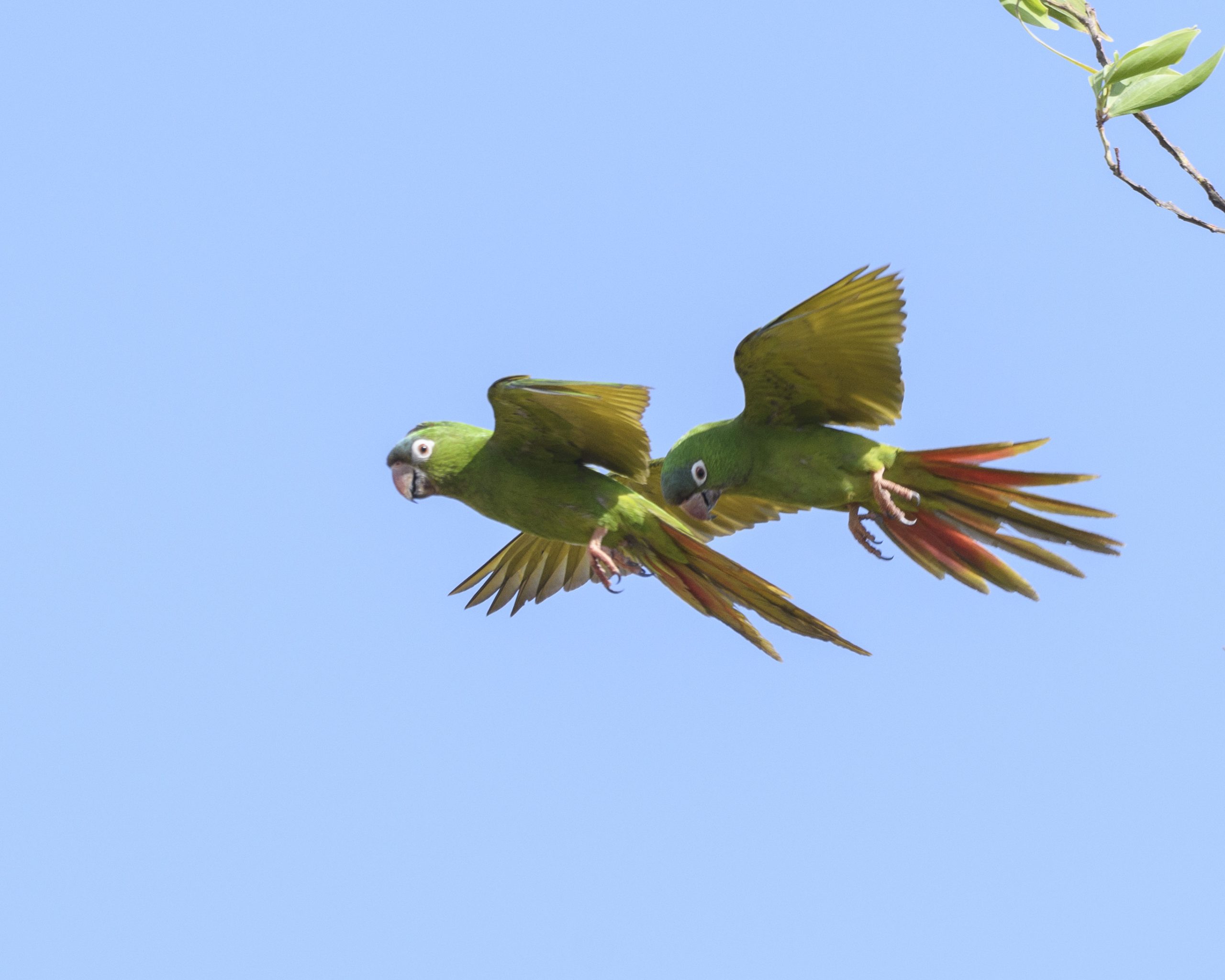 Birding Colombia's Llanos - Hato la Aurora - On the Plus Side