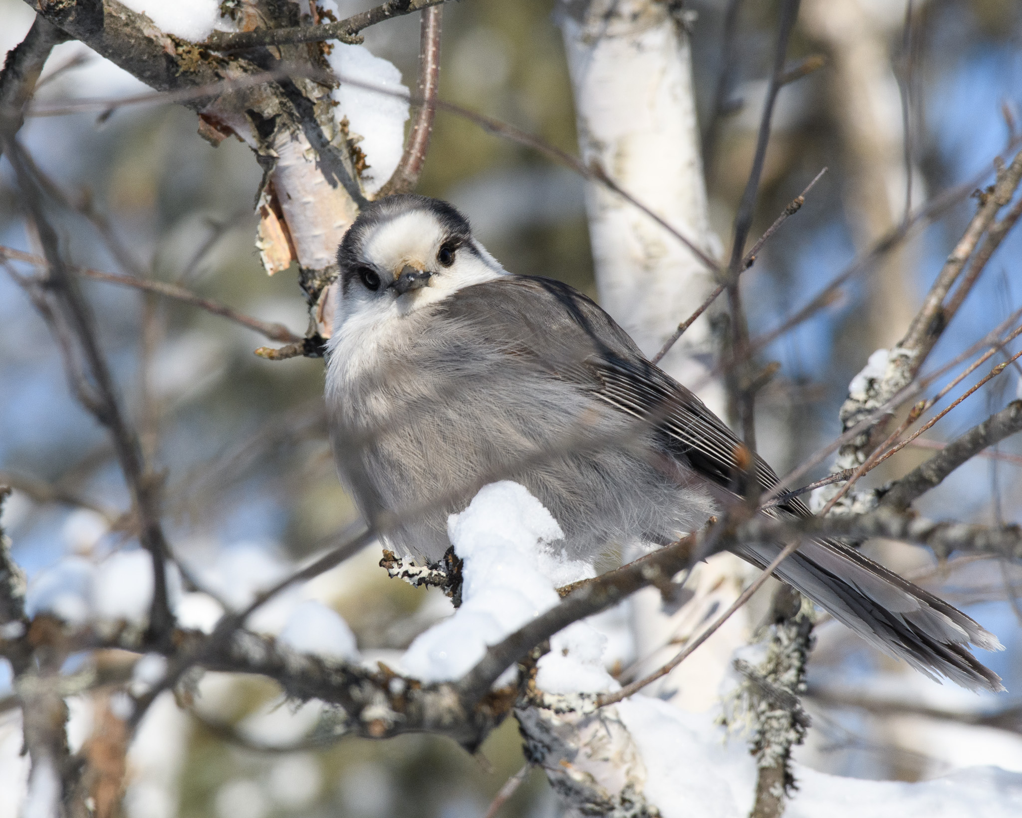 January - 2020 Bird Highlights #1 - On the Plus Side