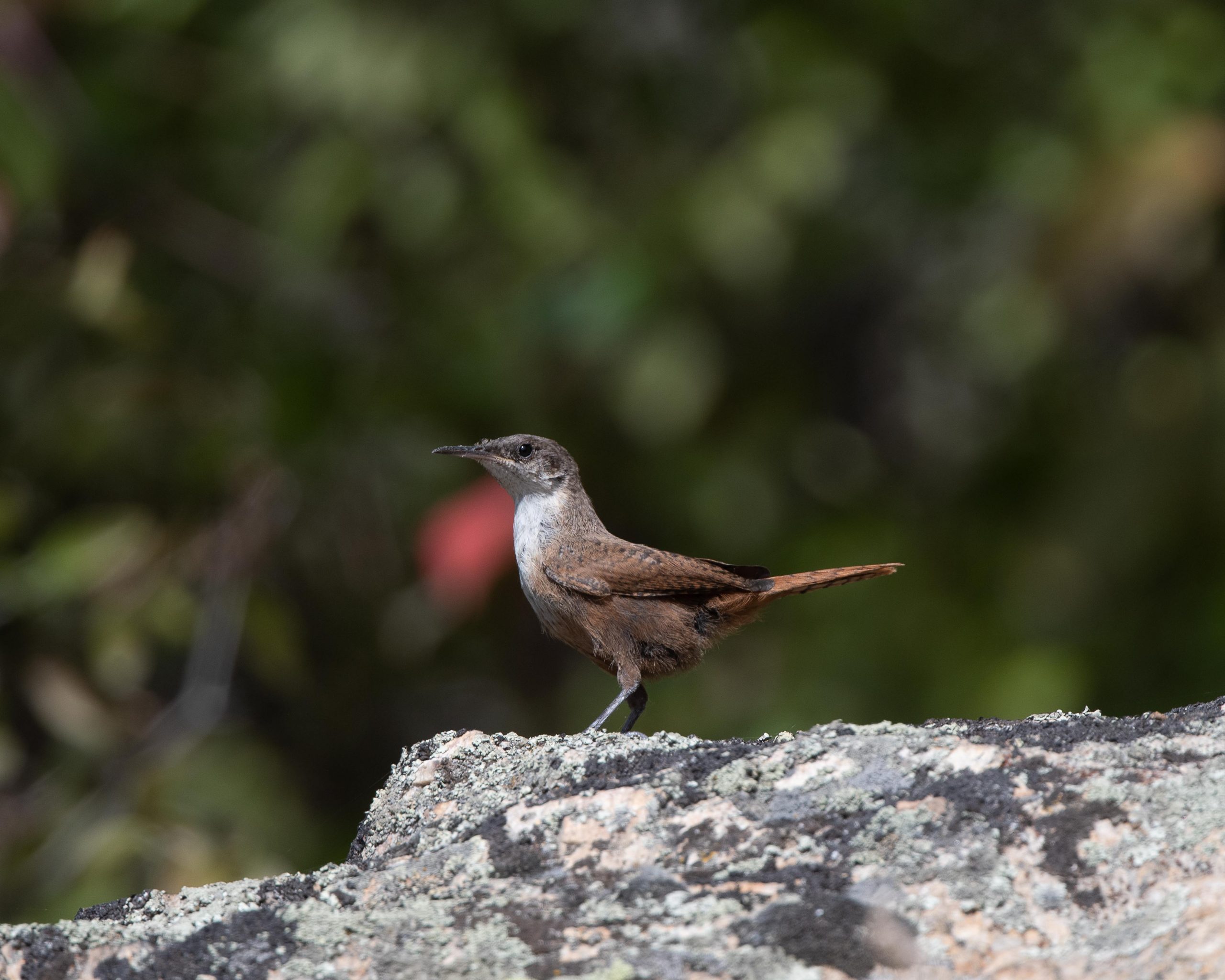 British Columbia Birding - Part 1 - On the Plus Side