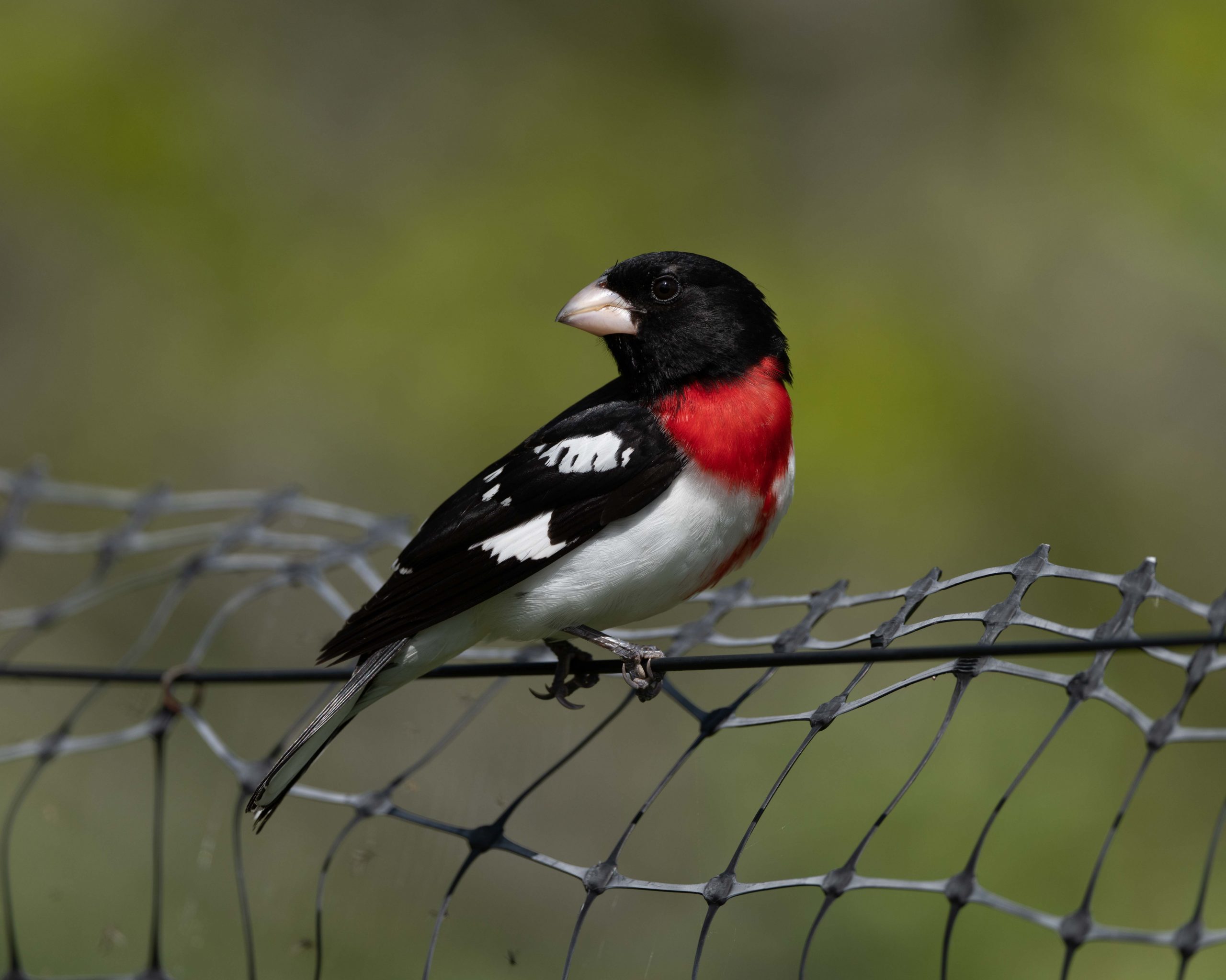 Camera Settings for Birds - Photography Tips #11 - On the Plus Side