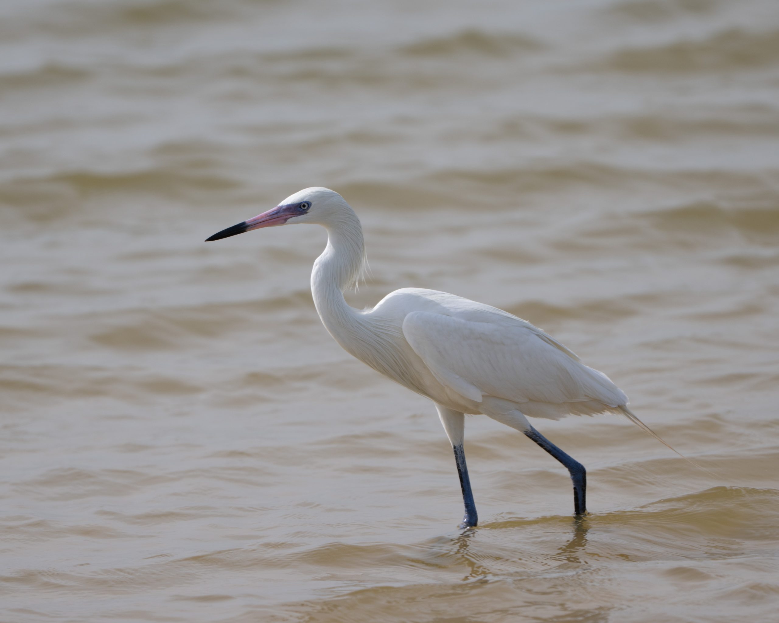 Colour Morphs among Bird Species - On the Plus Side